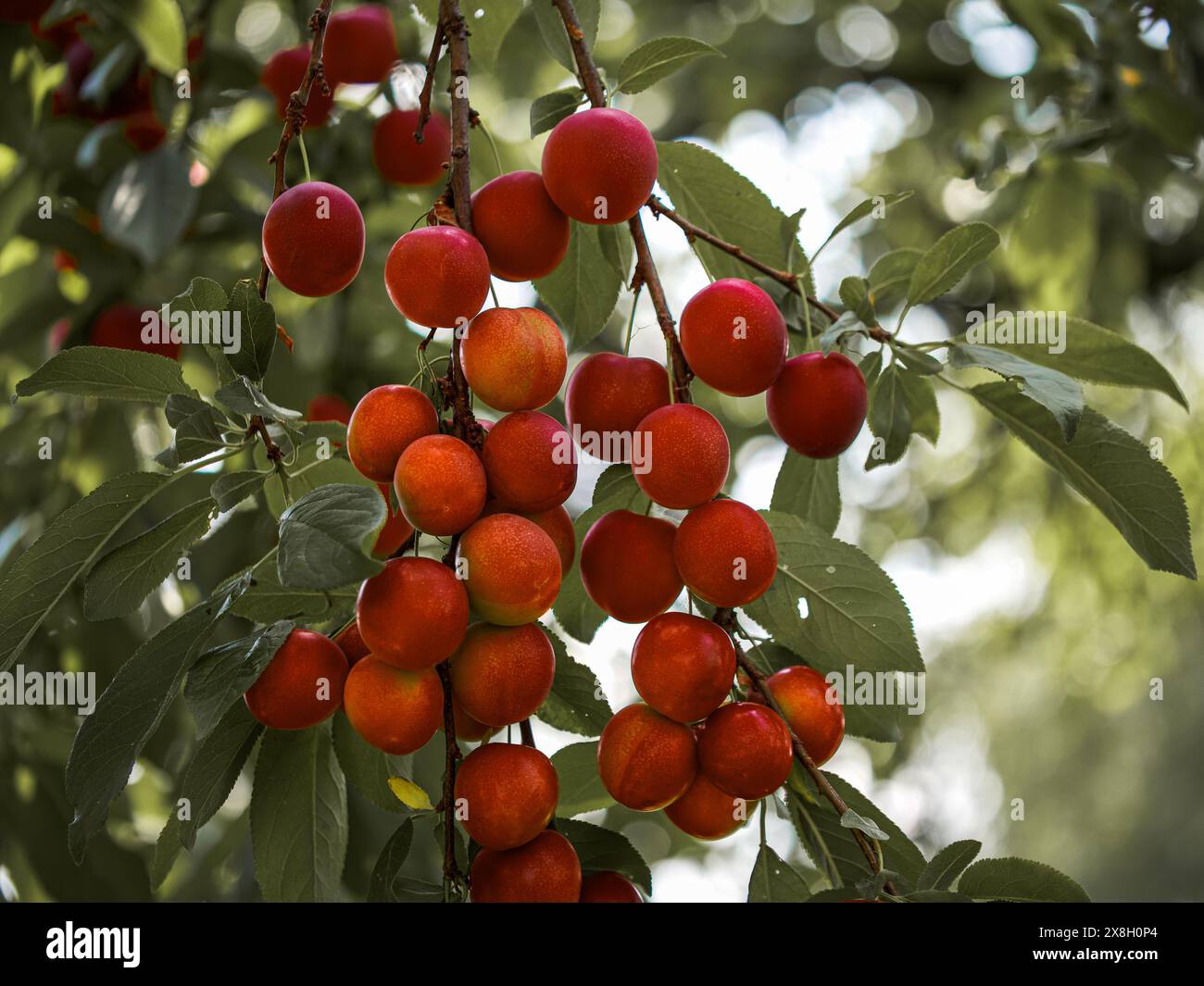 A cluster of cherry plums on branches, illustrating abundance in nature ...