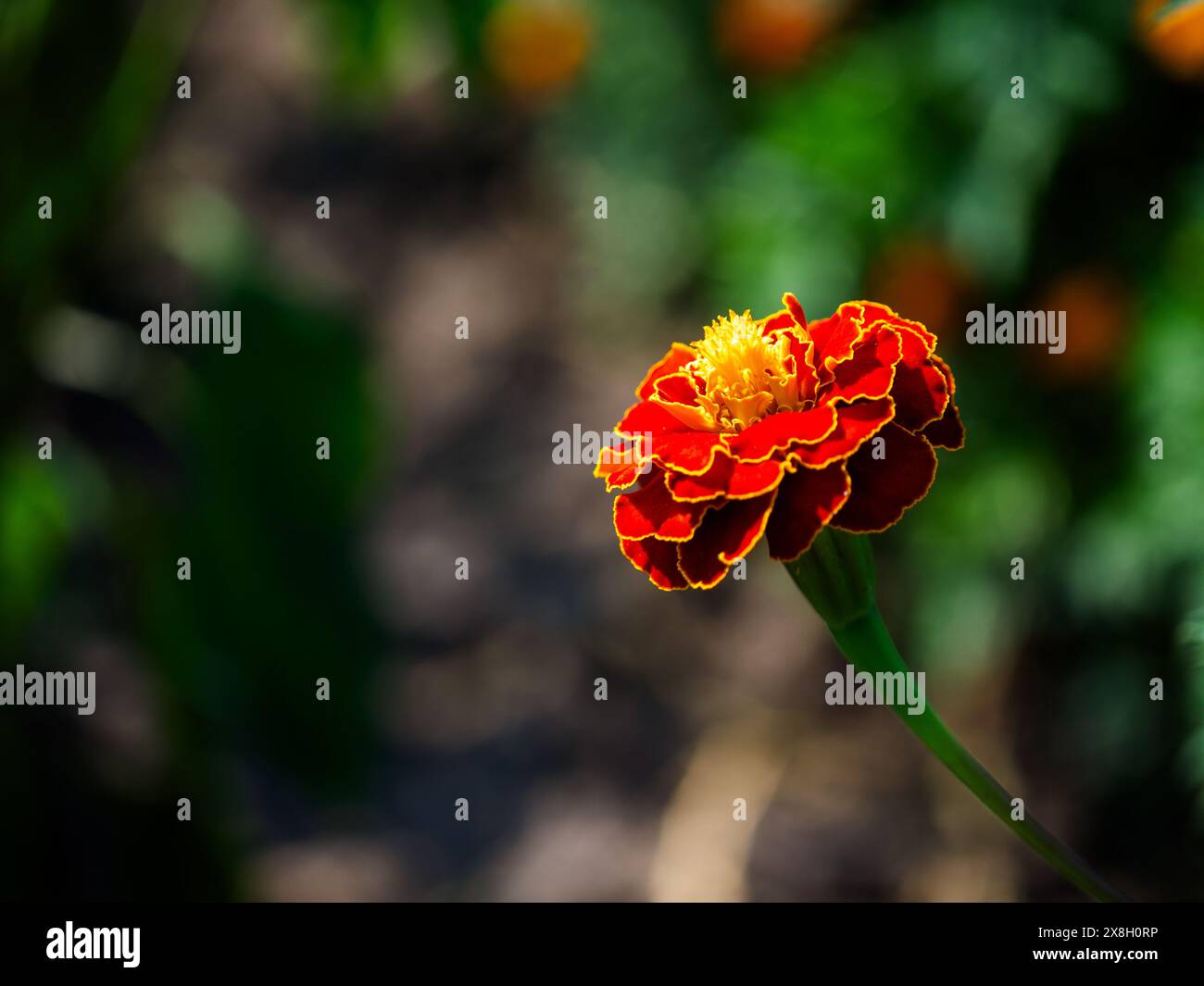 Marigold Close-Up: Close-up of marigold showing petal texture and ...
