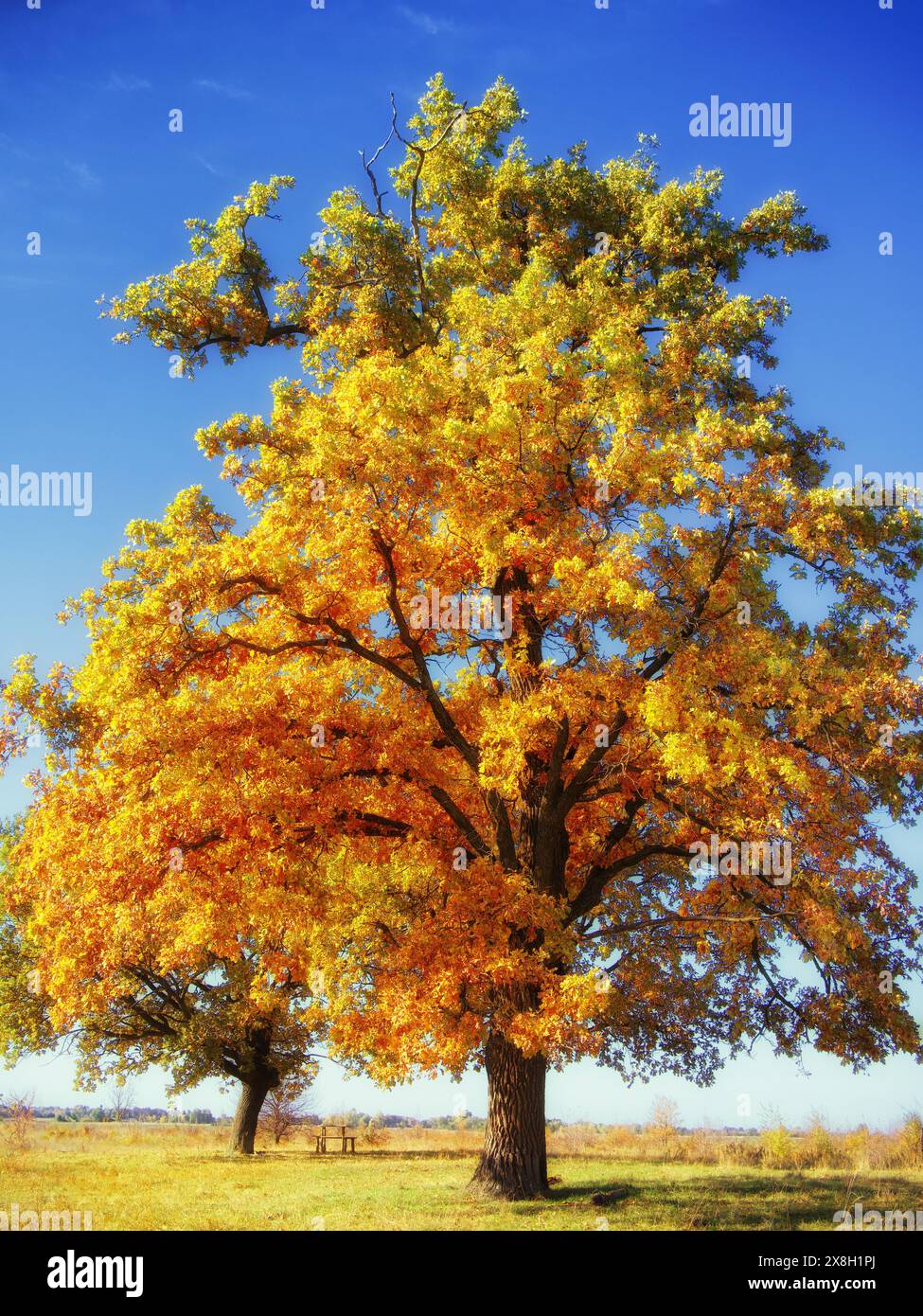 Golden leaves on a tree, blue sky, grass; autumn serenity, use in ...