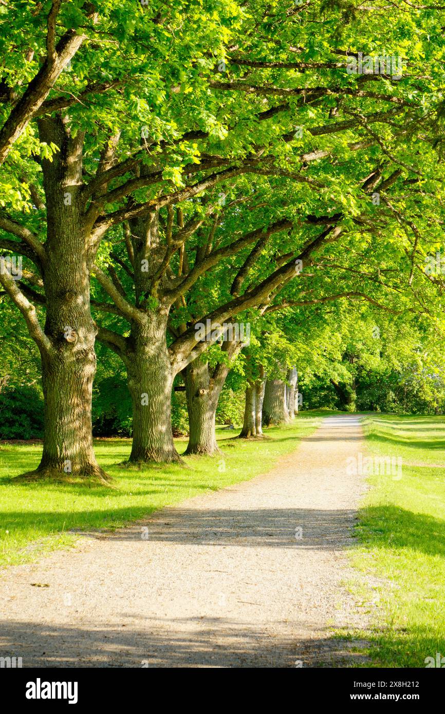 Avenue of oak trees on Ekebyhov, a public park in Stockholm area Stock ...