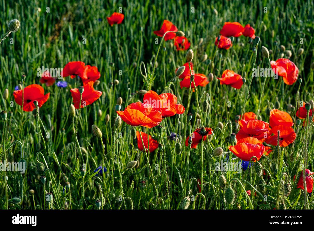 A cluster of bright, blooming red flowers Stock Photo - Alamy