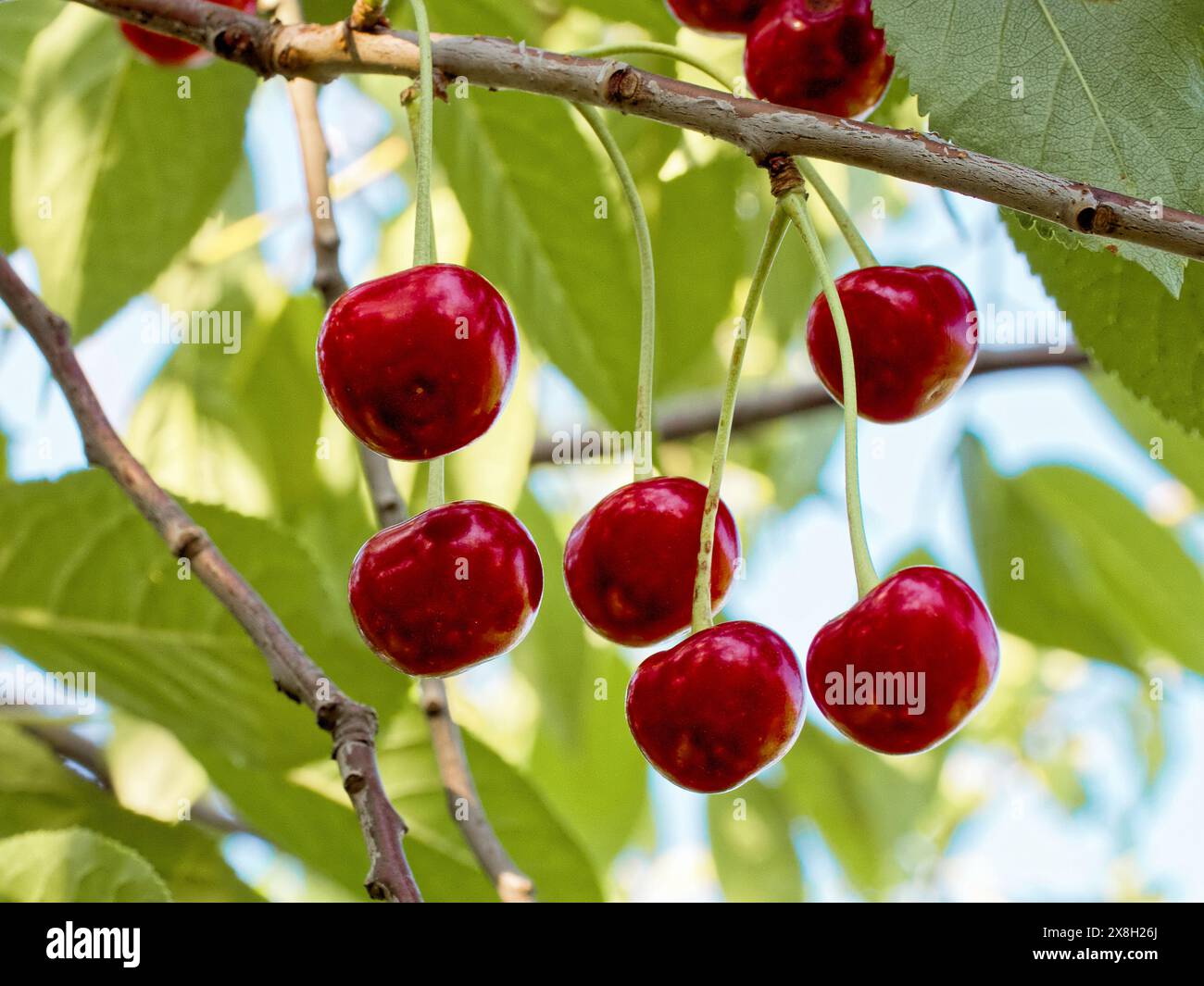 Freshly grown cherries on a tree branch indicating organic farming and ...