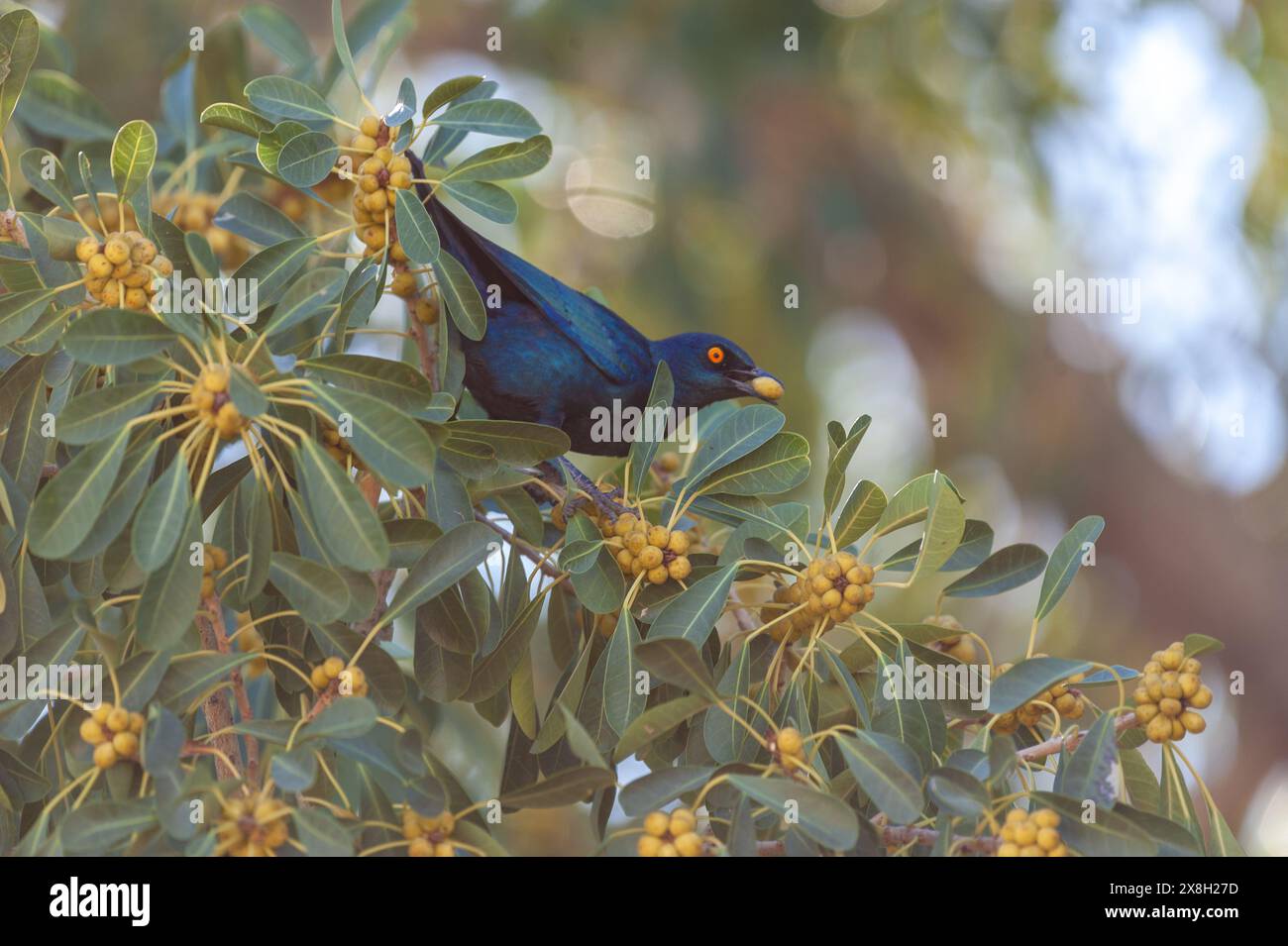 Telephoto of a pale-winged starling - Onychognathus nabouroup- sitting ...