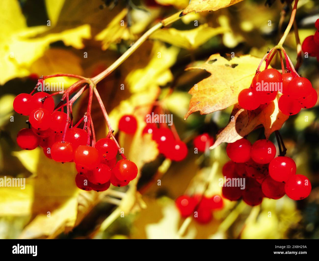 Autumn Berries: Red berries and yellow leaves on branches, signaling ...