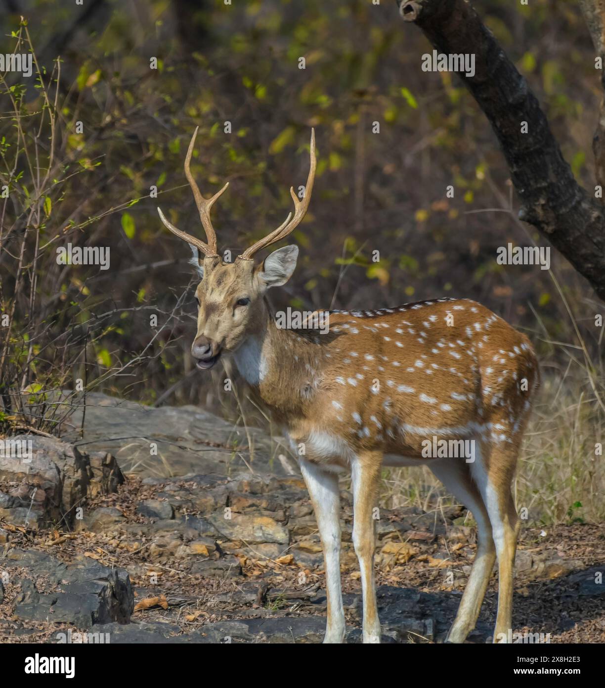 Chital also known as spotted deer in Ranthambore national reserve Stock ...