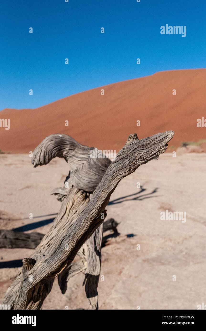 Landscape shot of the iconic dead trees of the Namibian deadvlei area ...