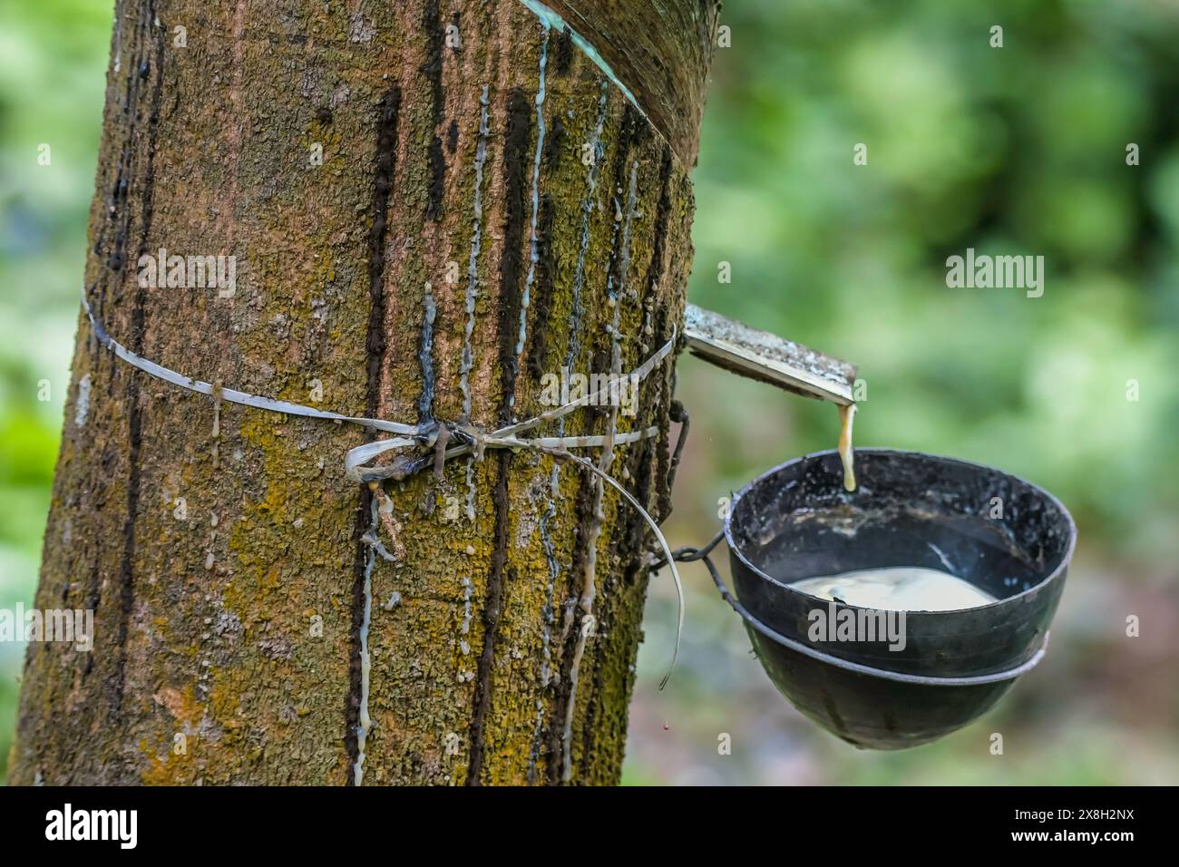 Rubber tapping and latex extraction in kerala india Stock Photo - Alamy