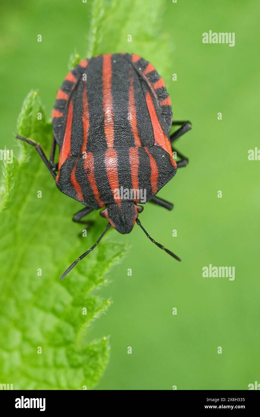 Natural vertical closeup on the beautiful European red striped bug ...