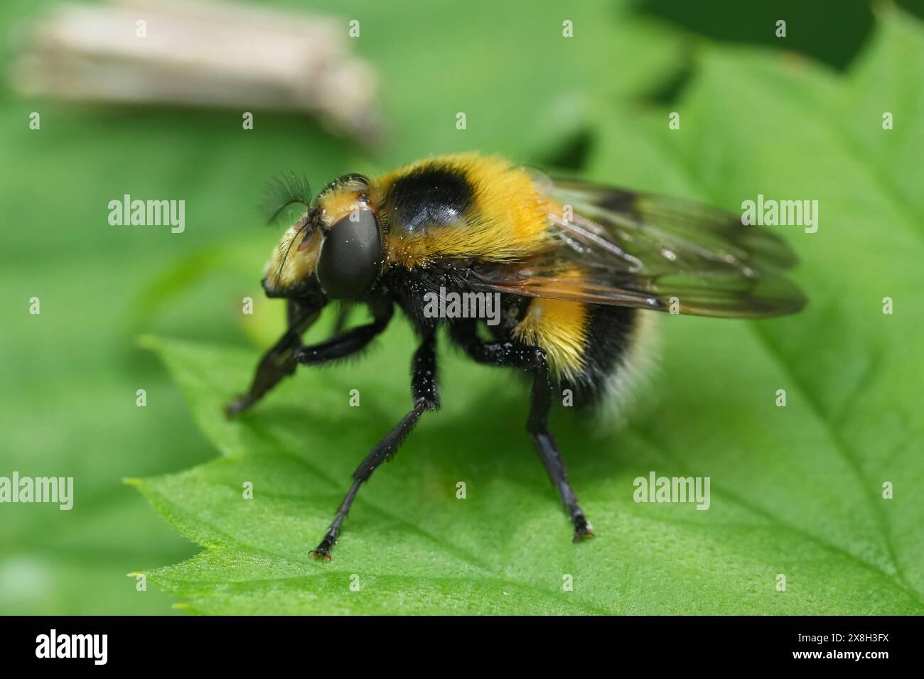 Natural closeup on a colorful large bumblebee plumehorn, Volucella ...