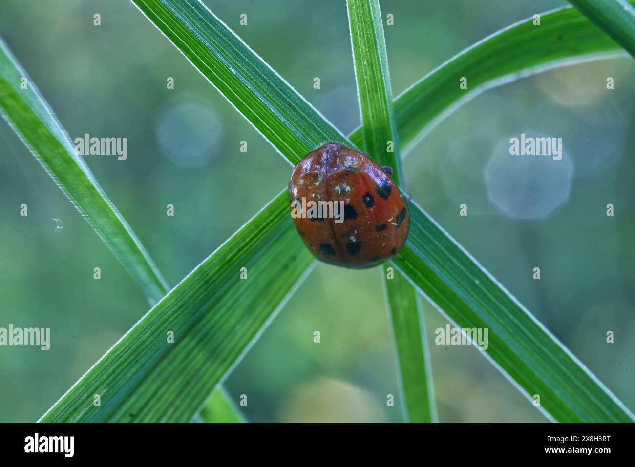 Ladybug (ladybird) seating under a green leaf with dew drops in the ...