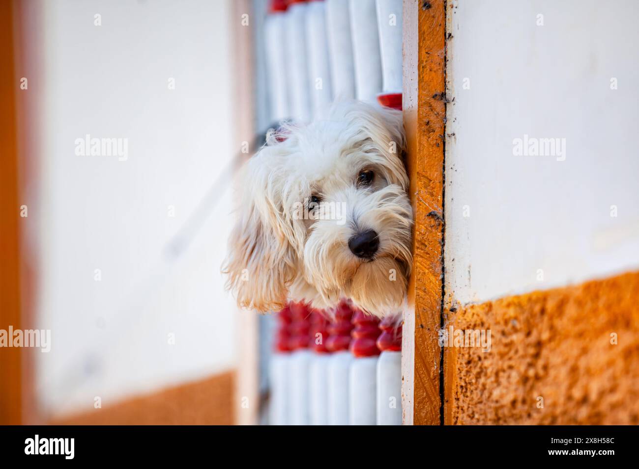 Sweet fury white dog leaning out of a window with balusters at the ...