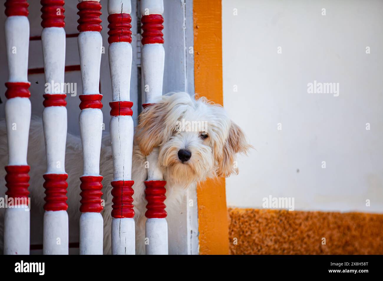 Sweet fury white dog leaning out of a window with balusters at the ...