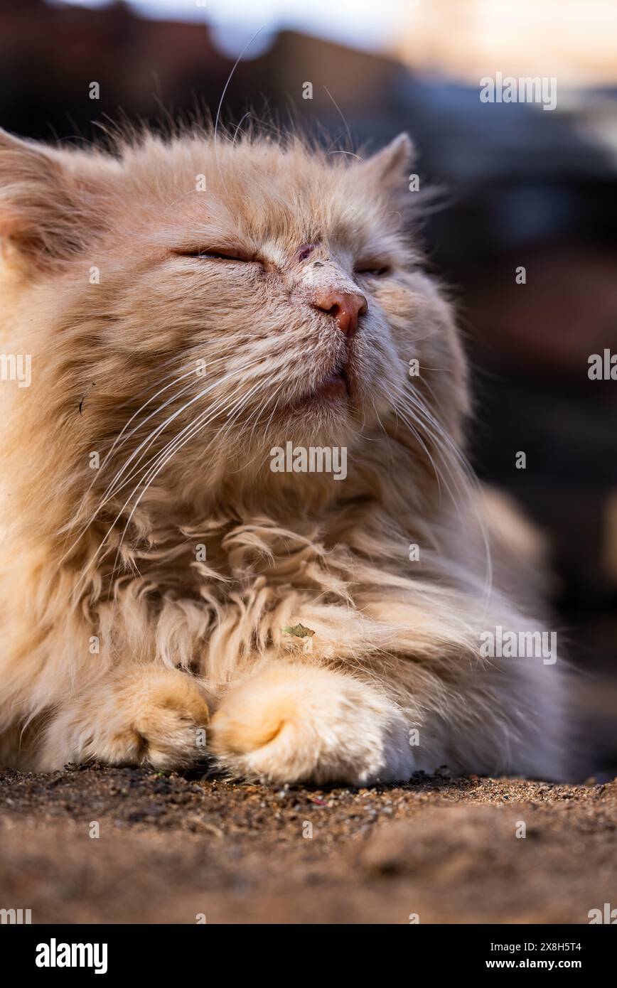 Fluffy brown street cat basks hi-res stock photography and images - Alamy