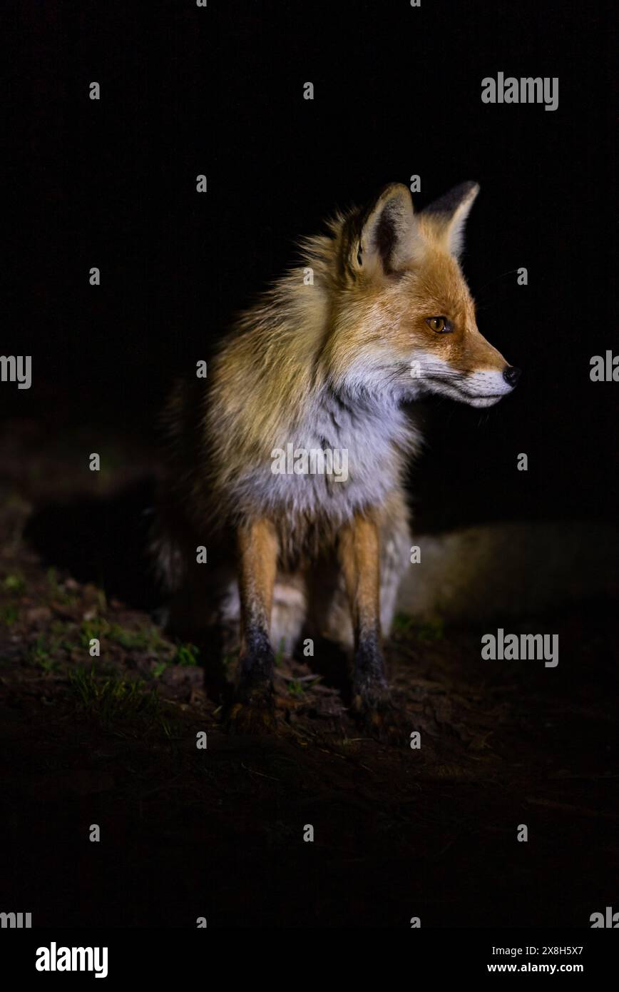 Fox portrait night hi-res stock photography and images - Alamy