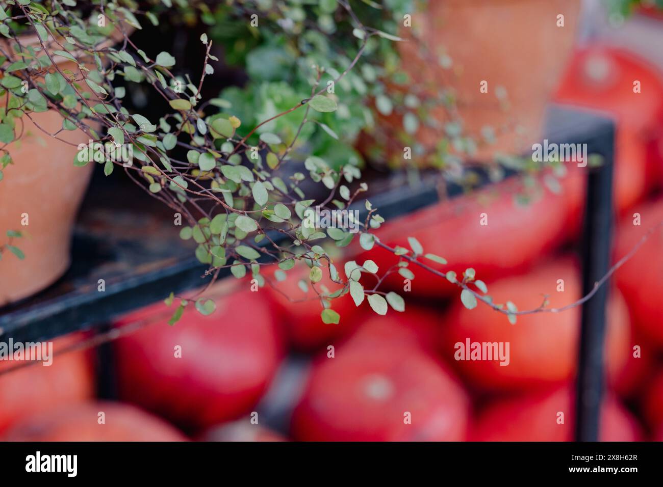 Delicate trailing greenery from a terracotta pot creates a soft overlay ...