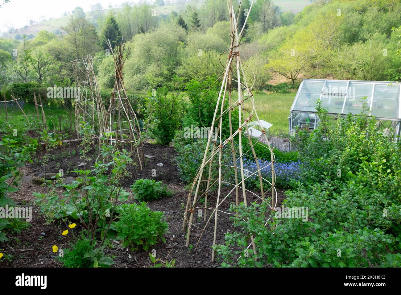 Pea sticks support beans hi-res stock photography and images - Alamy
