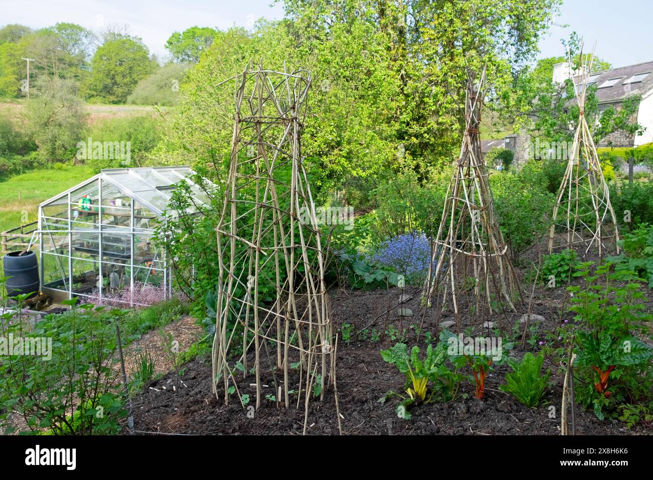 Willow sticks support frame for growing climbing plants runner beans ...