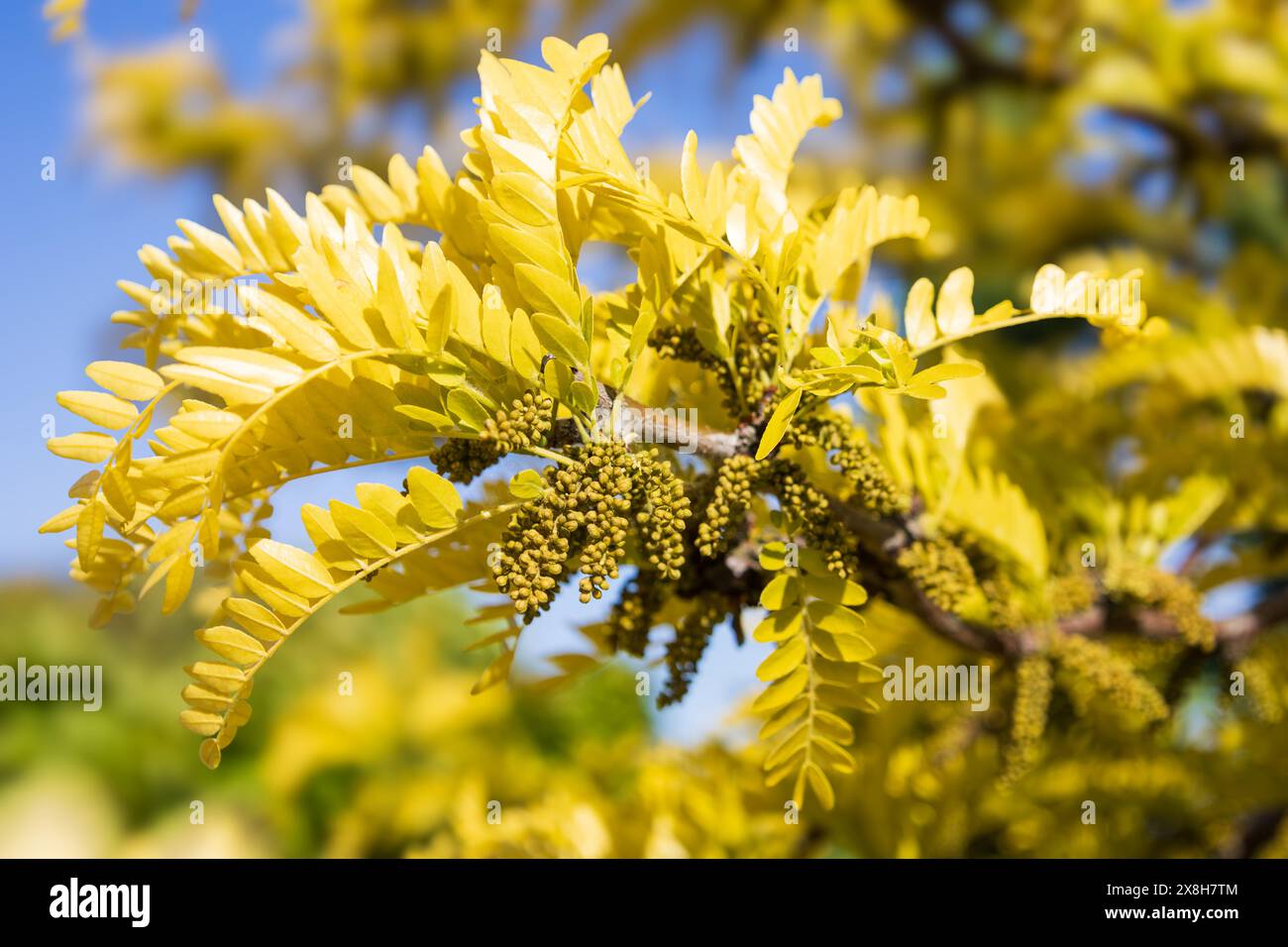 Branch of Honey locust Sunburst tree in the family Fabaceae. Bright ...