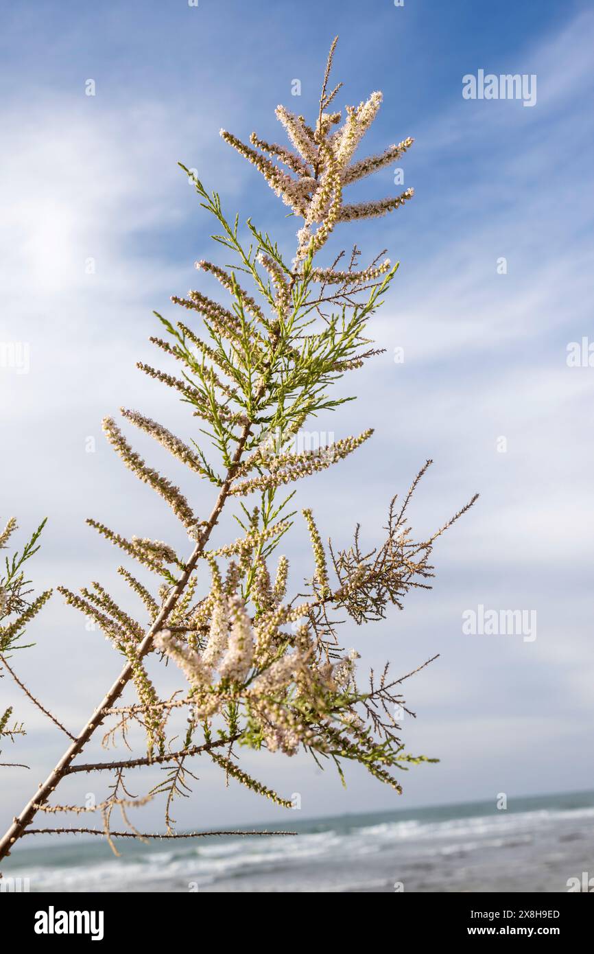 Tamarix africana, the African tamarisk, is a species of tree in the ...