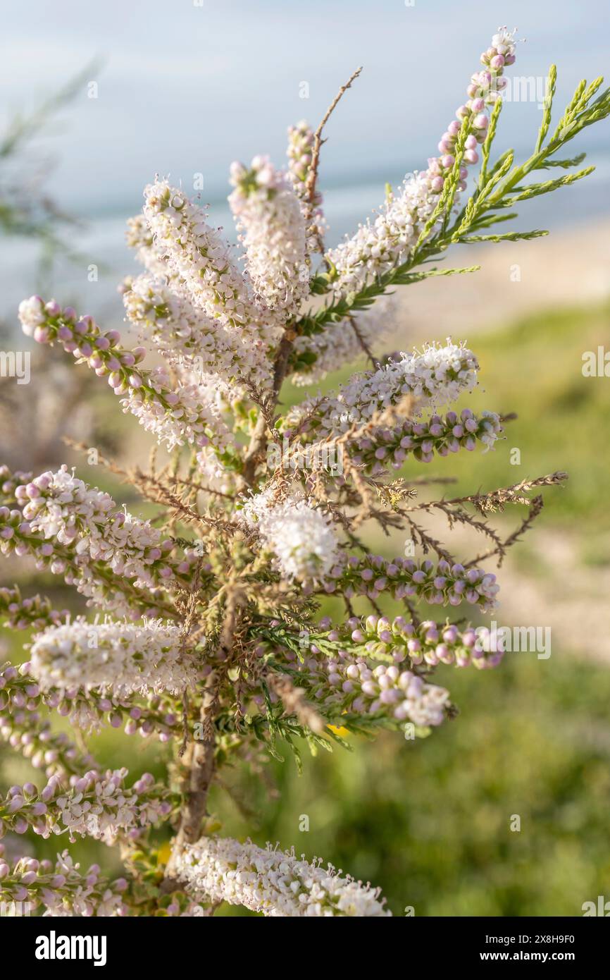 Tamarix africana, the African tamarisk, is a species of tree in the ...