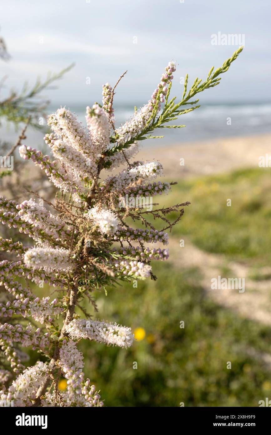 Tamarix africana, the African tamarisk, is a species of tree in the ...