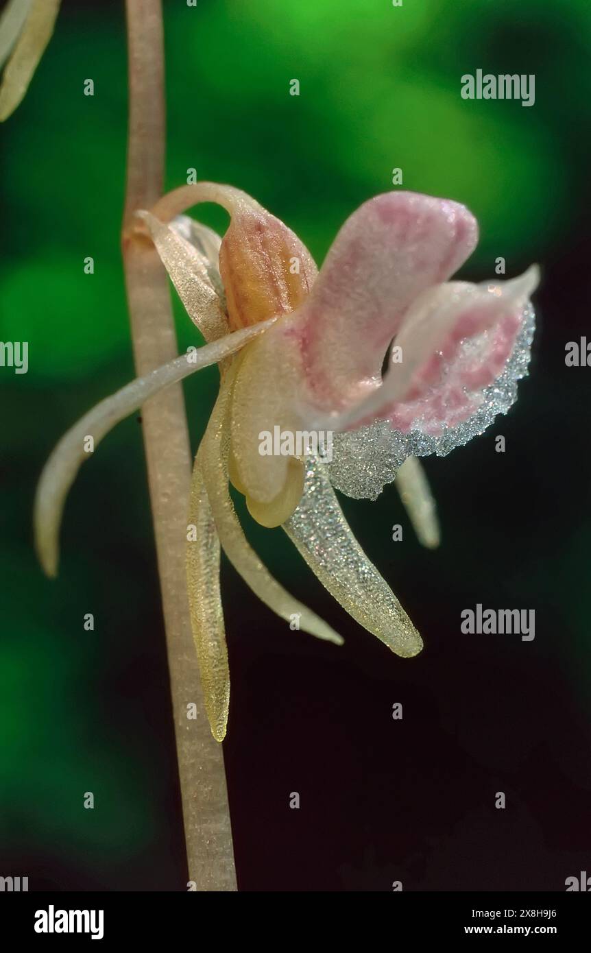 Ghost orchid (Epipogium aphyllum). Orchidaceae. wild saprophytic orchid ...