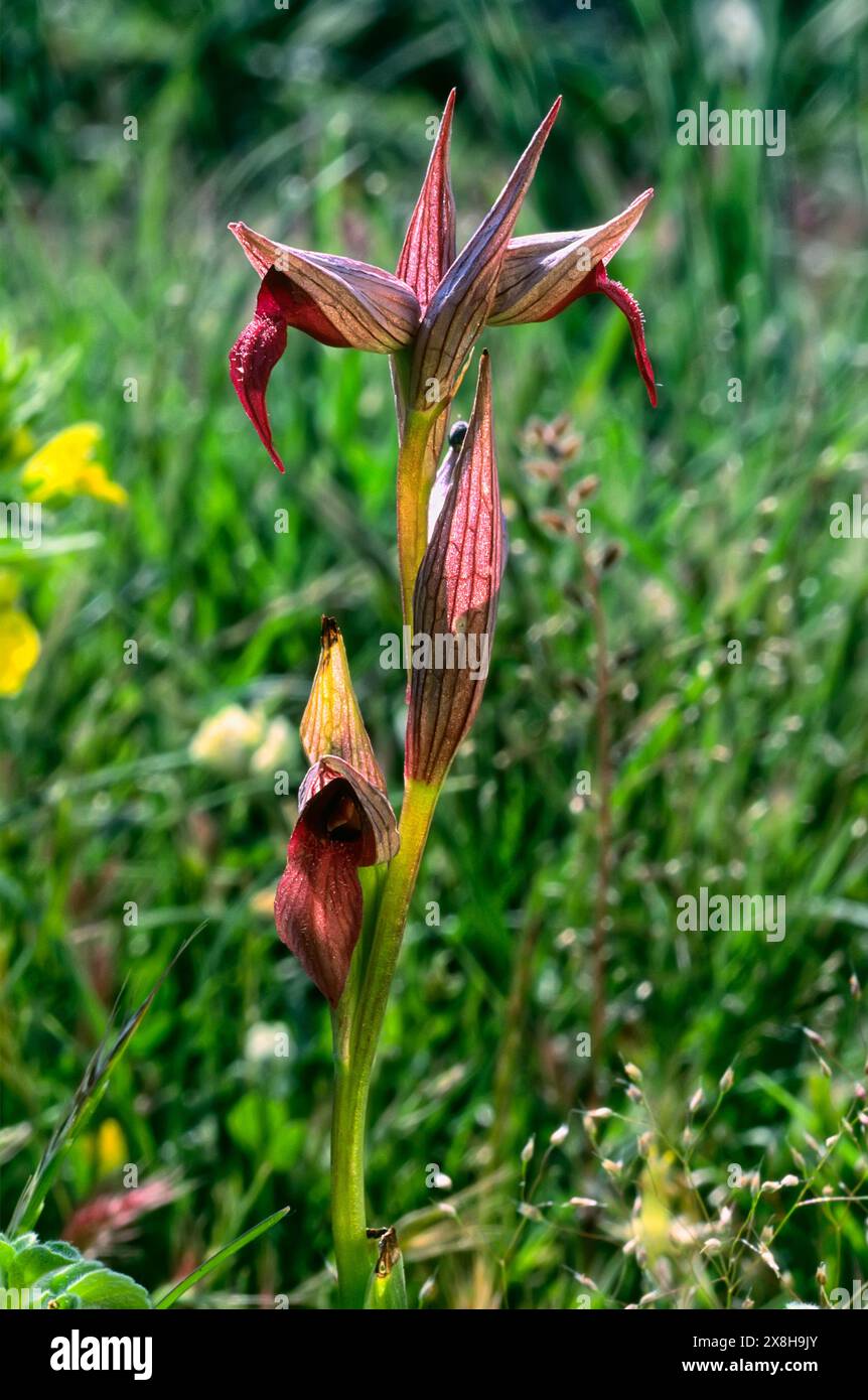 Serapias strictiflora, Orchidaceae. Wild european orchid. Italy ...