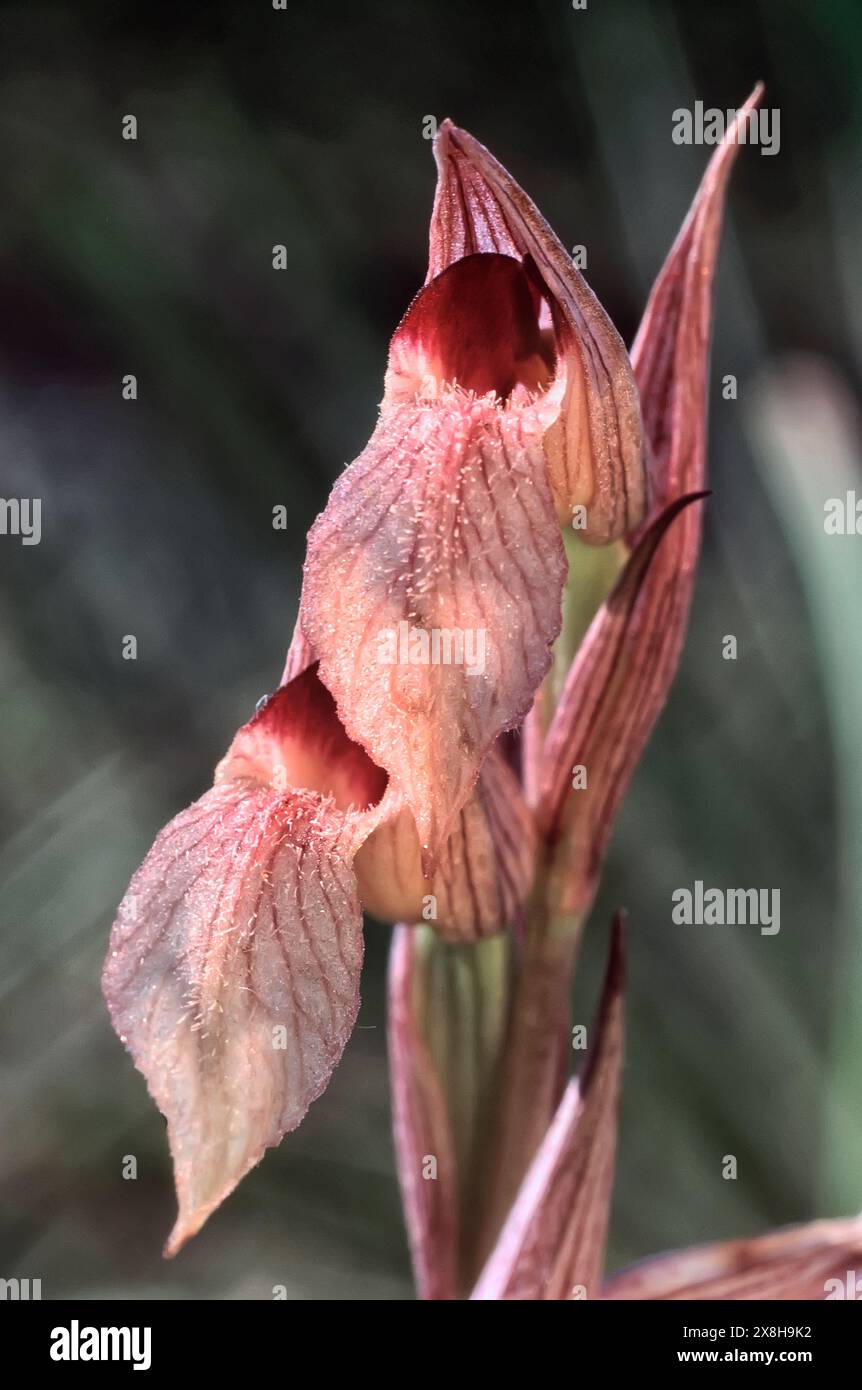 Serapias strictiflora, Orchidaceae. Wild european orchid. Italy ...