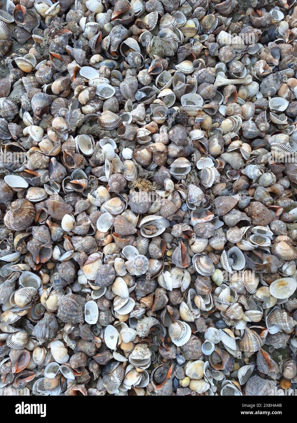 Sea shells foto close up. Shells background Stock Photo - Alamy
