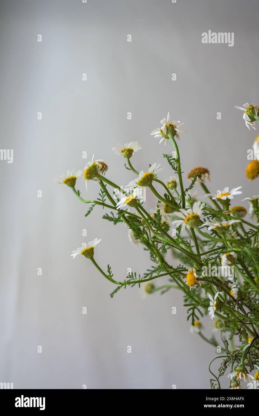 Common daisy indoor Stock Photo - Alamy