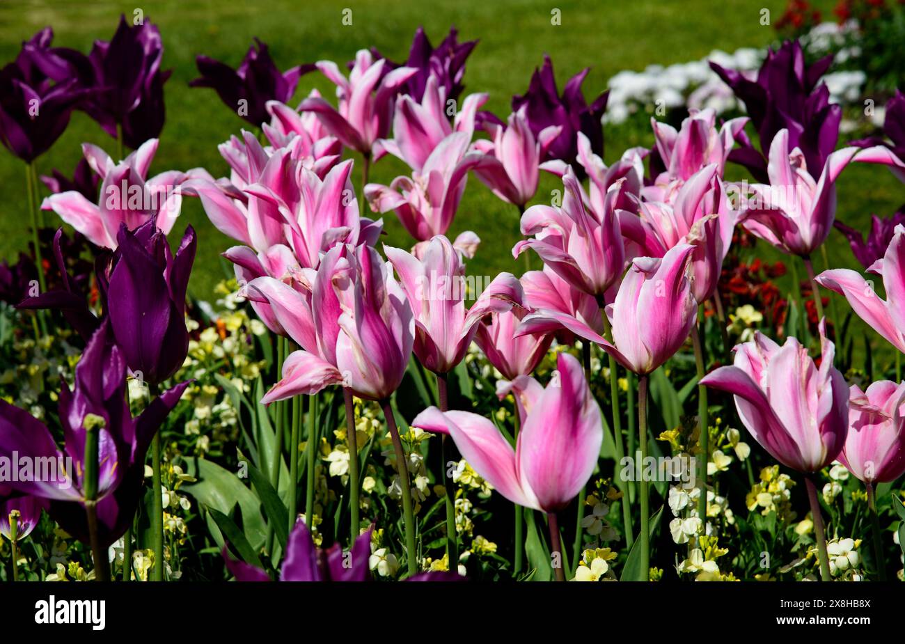Lovely combinations with tulips Triumph Purple and white colour blossom ...