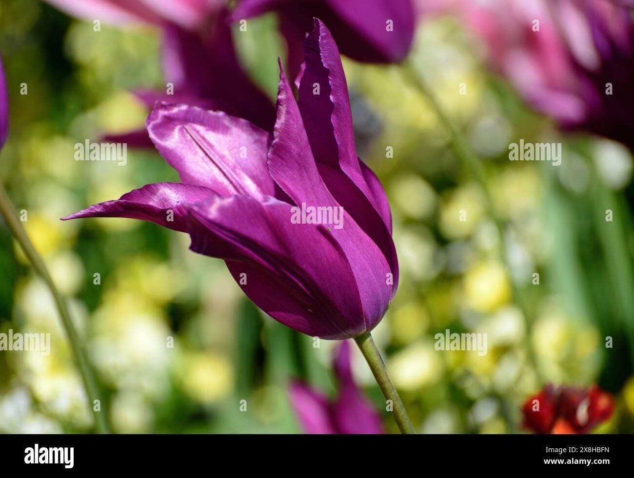 Big tulip lilac color flower on green background Stock Photo - Alamy