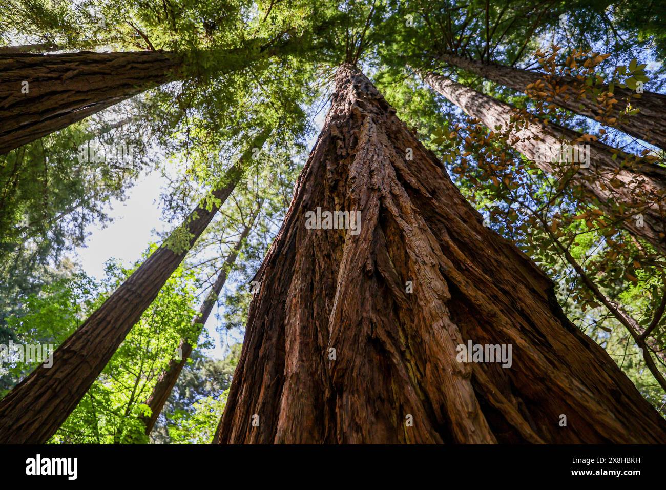 Redwood trees canopy hi-res stock photography and images - Alamy