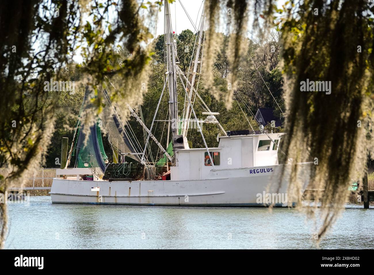 A shrimping trawler docked on Jeremy Creek and framed by Spanish moss ...