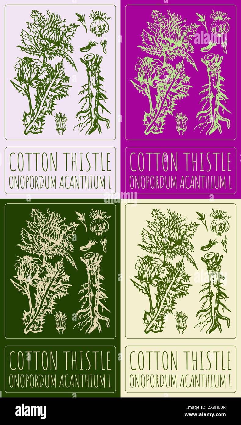 Scottish thistle drawing hi-res stock photography and images - Alamy