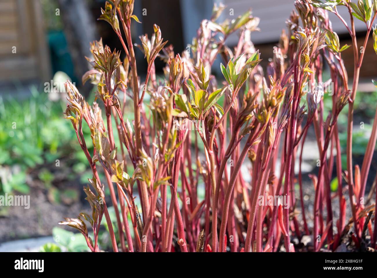 Close-up of peony sprouts in the flower garden. Cottage garden Stock ...