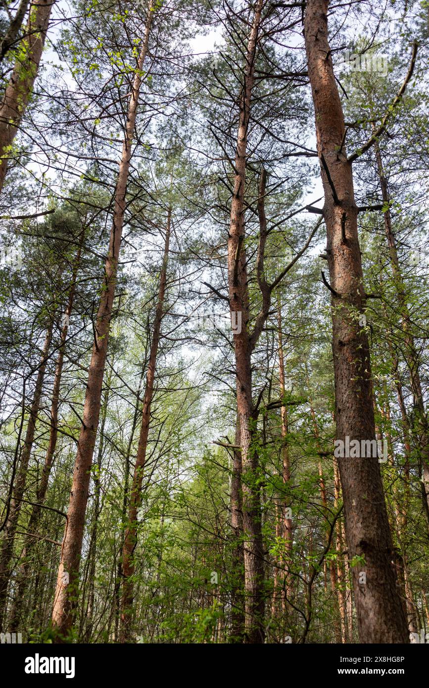 Tall pines in a spring pine forest against a blue sky. Forest flora ...