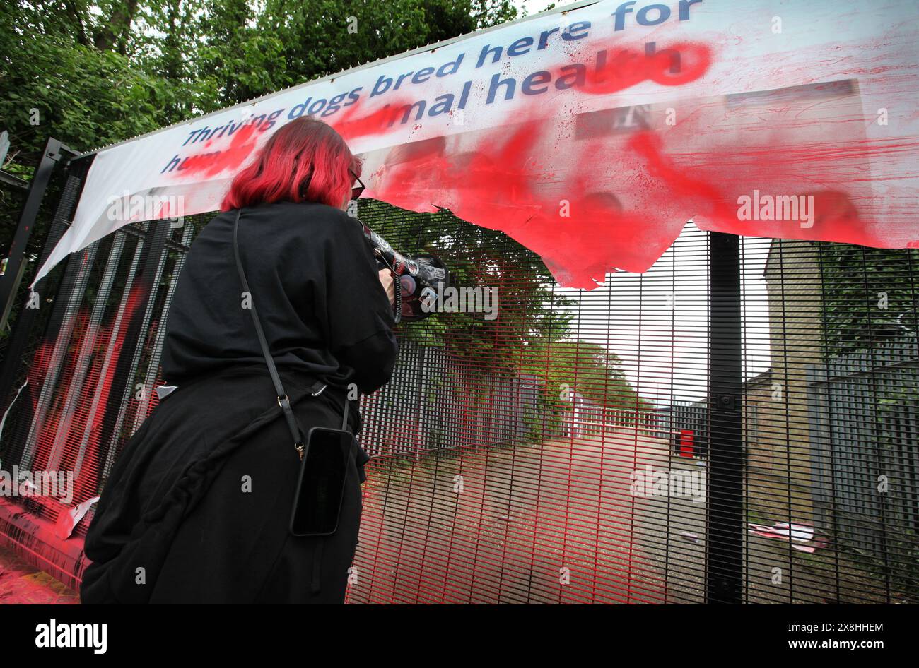 Huntingdon, England, UK. 25th May, 2024. A lone protester shouts her ...