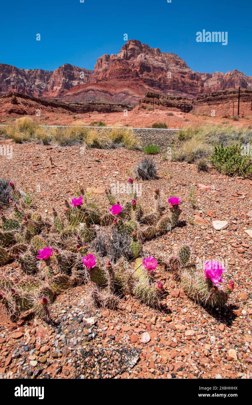 Vermillion Cliffs National Monument offers astonishing views of ...