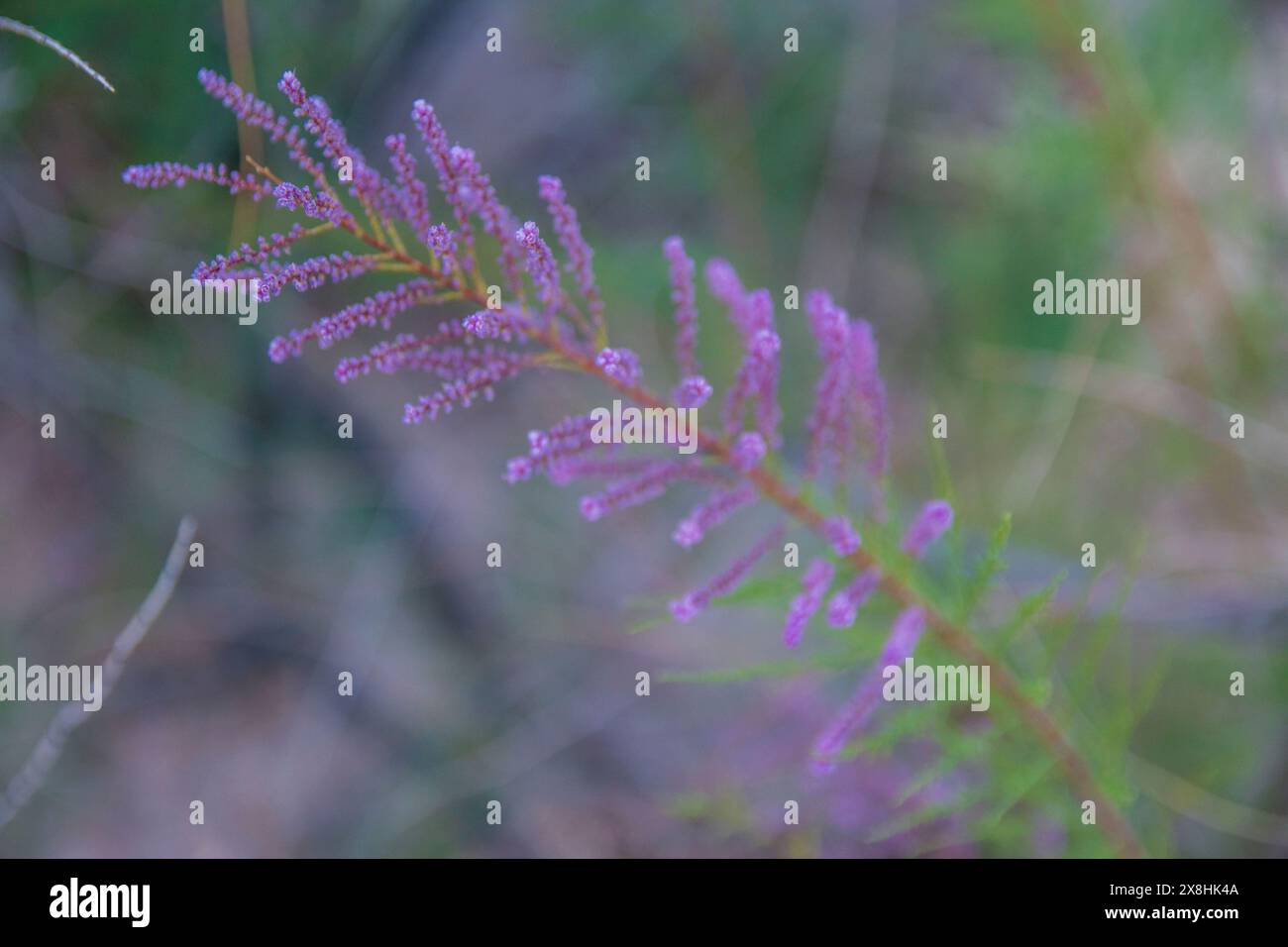 The Paria Toadstools are a fascinating collection of sandstone hoodoos ...