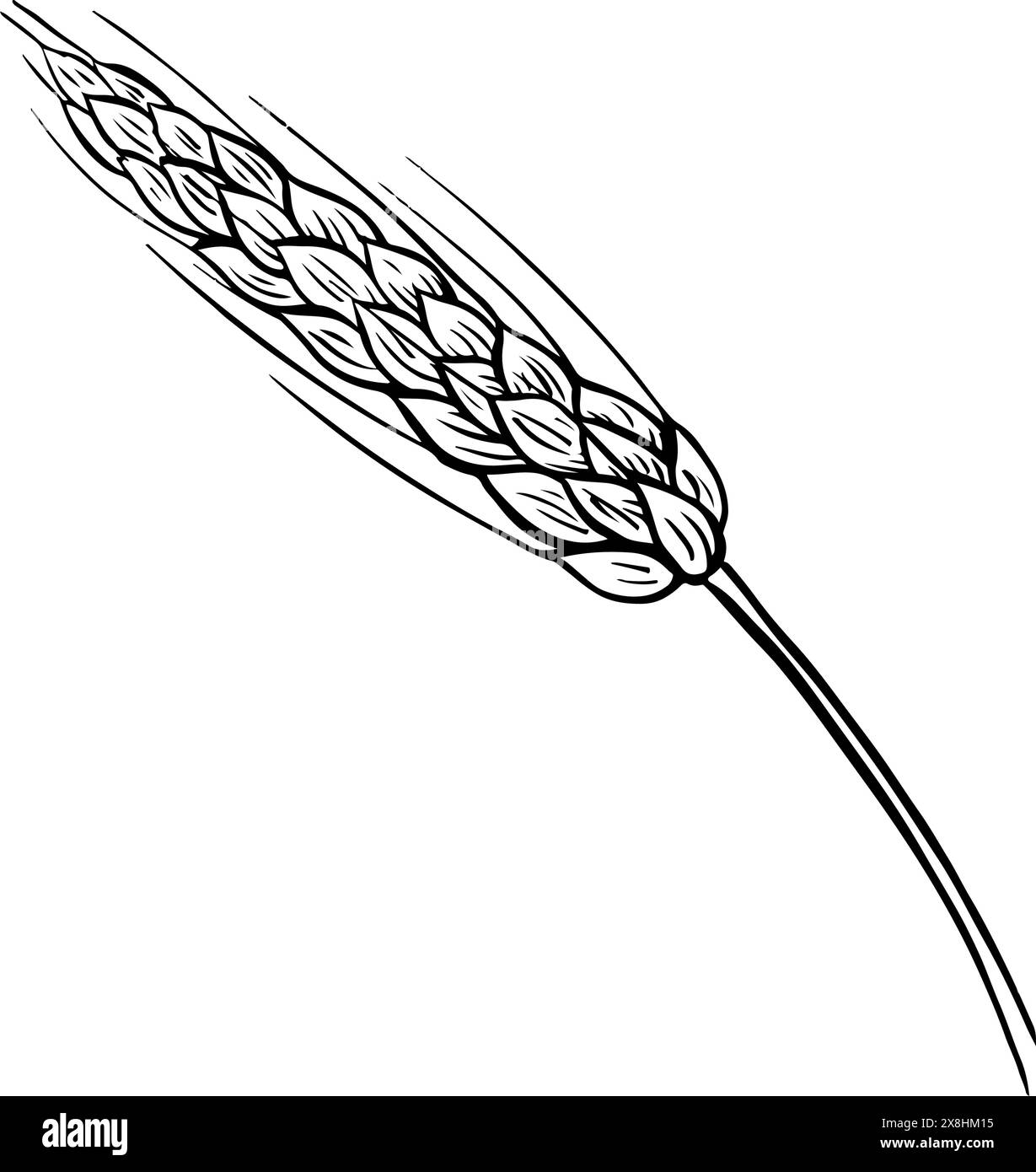 A sketch of an ear of wheat, barley and grain malt. For a poster about ...