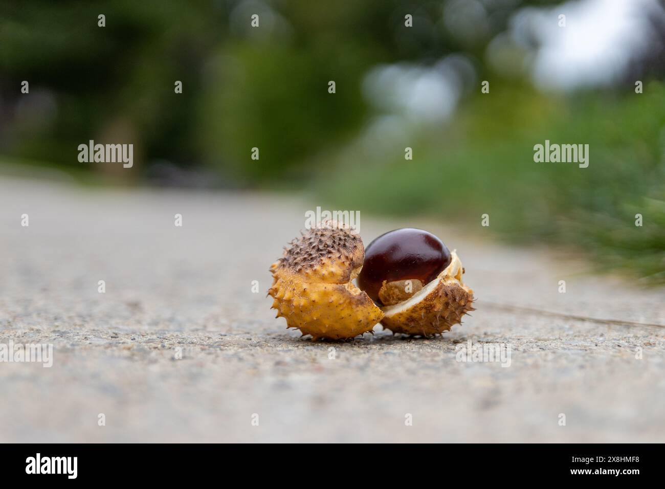 Chestnut - glossy brown - encased in spiky outer shell - lies on ...