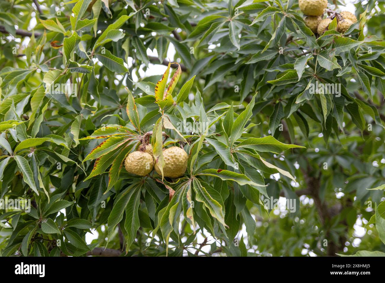 Vibrant green leaves - spiky seed pods - horse chestnut tree. Taken in ...
