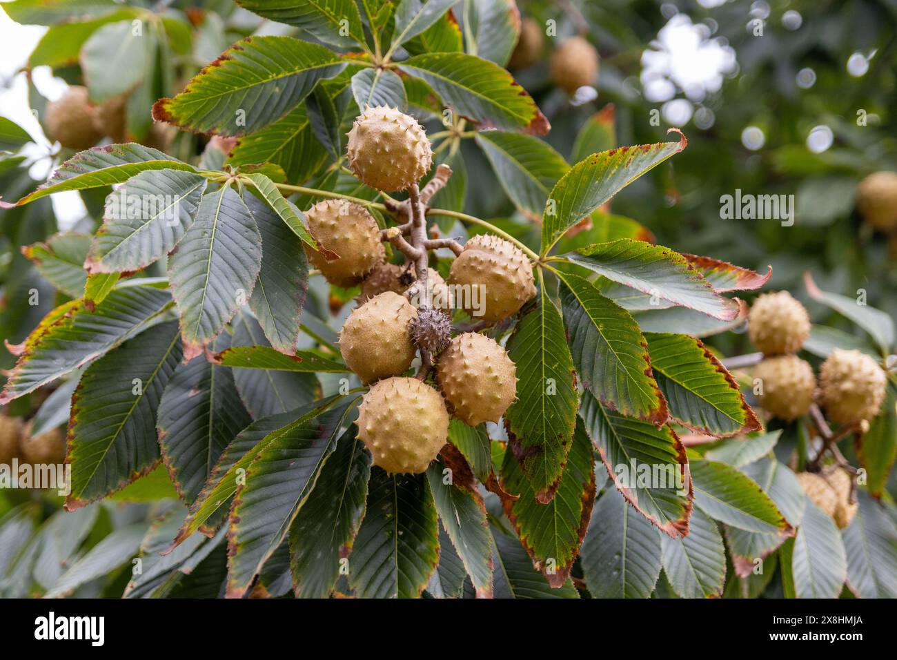 Vibrant green leaves - spiky seed pods - horse chestnut tree. Taken in ...