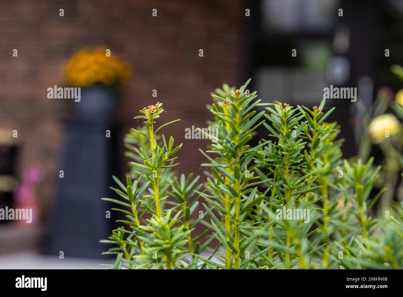 Vibrant green plant with needle-like leaves - delicate spider web ...