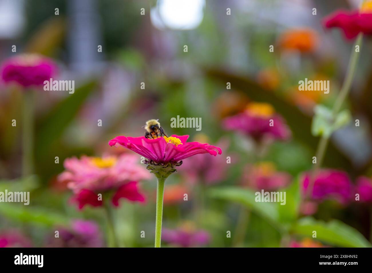Bee in vibrant pink flower collecting pollen - colorful garden backdrop ...