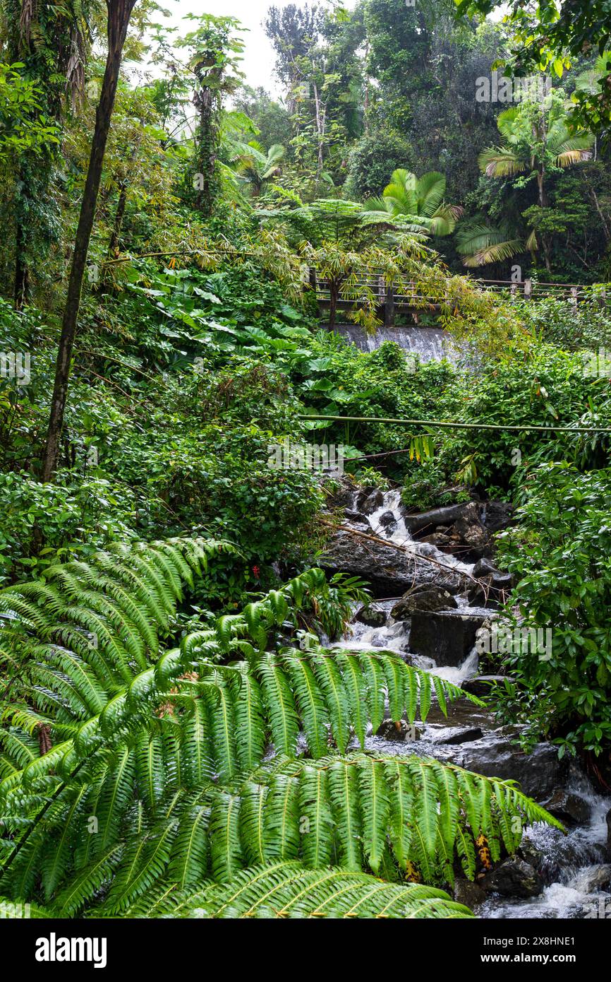 stream running through el yunque tropical rainforest near la mina falls ...