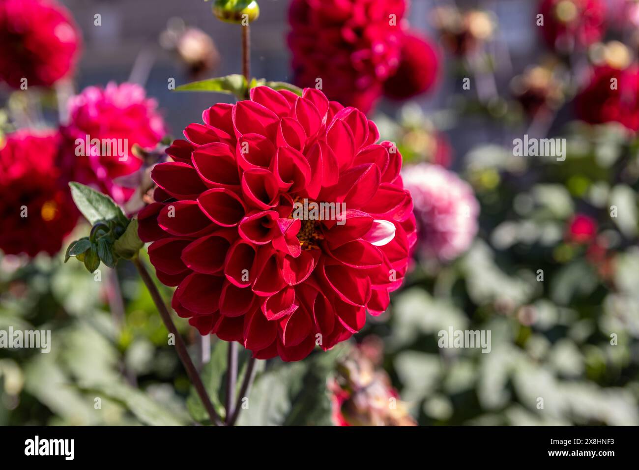 Display intricate petal structure hi-res stock photography and images ...