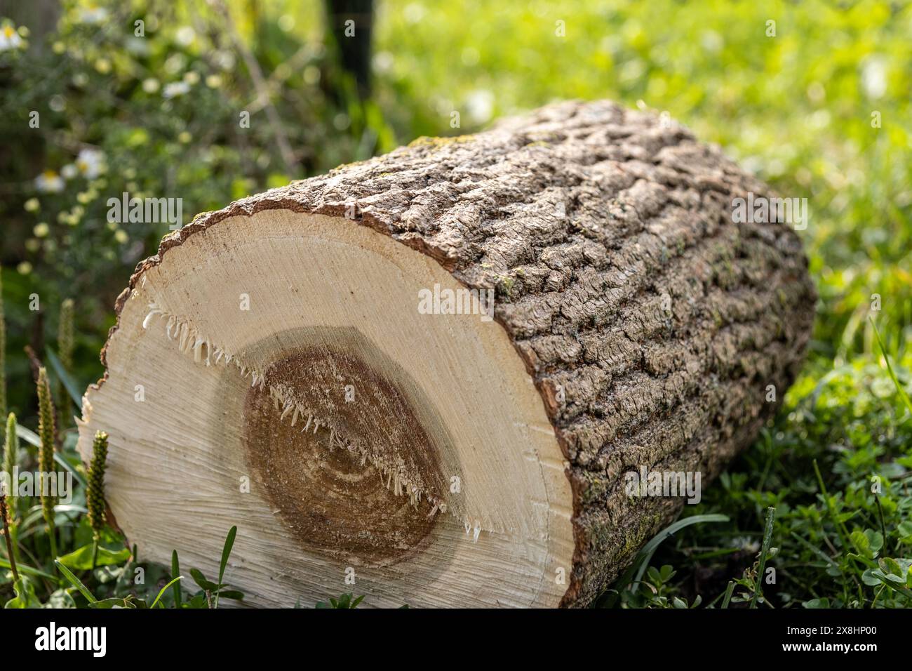 Close-up of a sawn log - detailed bark texture - surrounded by green ...