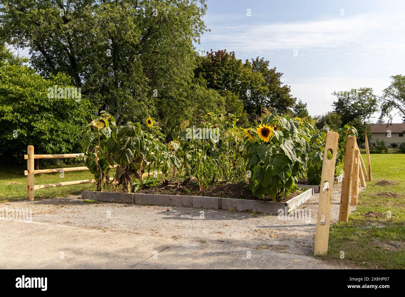 Sunflowers in full bloom surrounded by lush greenery - enclosed by a ...